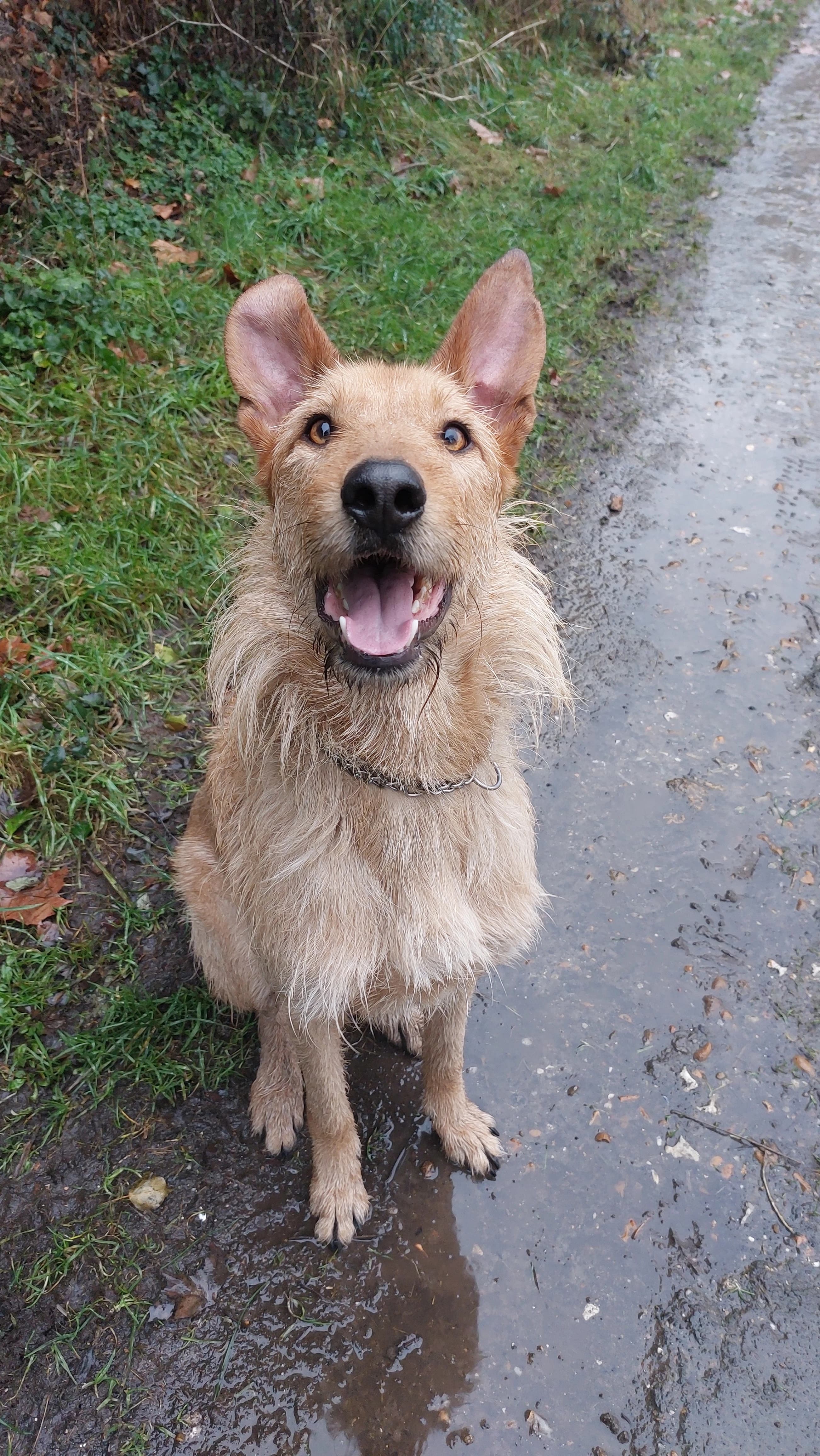 Les Animaux du 27 | Association
